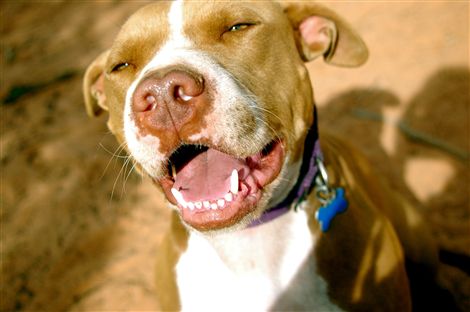 Adoptions With Marti Stoffel | Wishcuit™ – Innovative Ways to Help Dogs ...